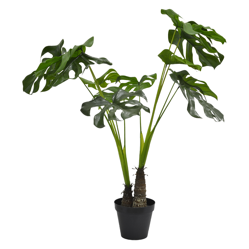 Maceta Monstera | Almacenes Boyacá